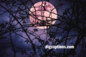 Horror Quotes and Captions for Instagram